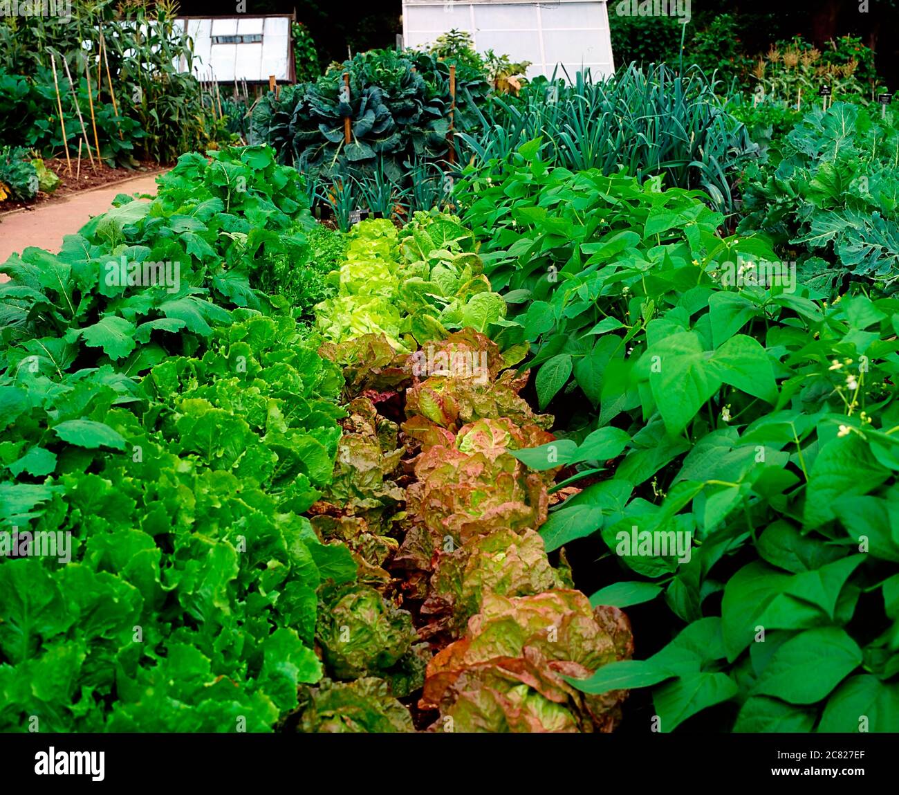 Row agricultural plants in field hi-res stock photography and images ...