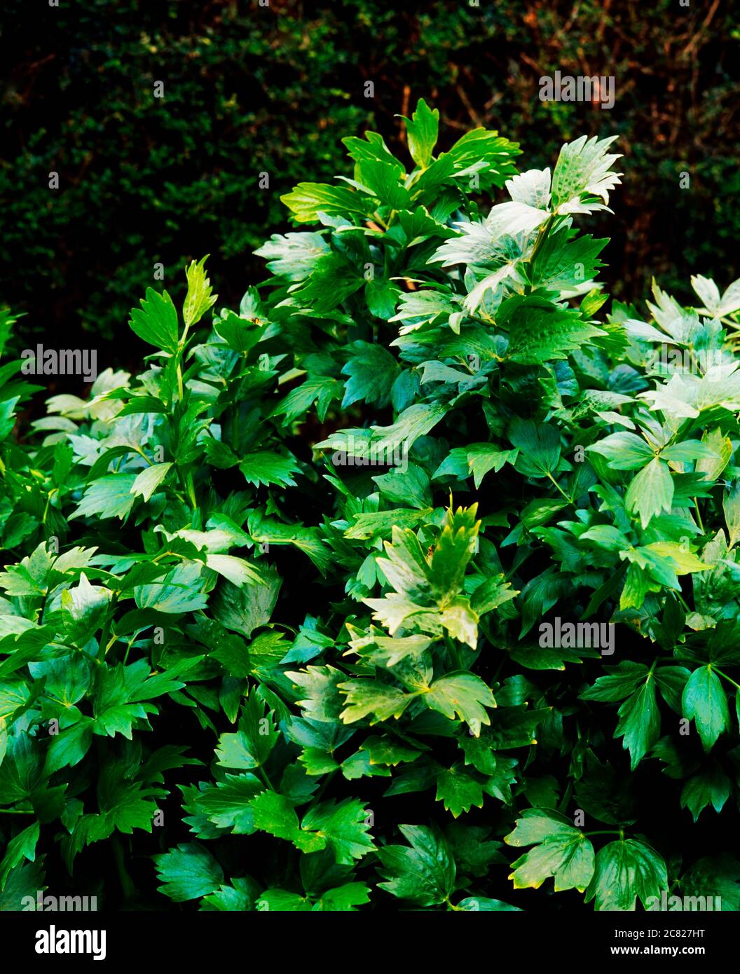 Leafy plant growth hi-res stock photography and images - Alamy