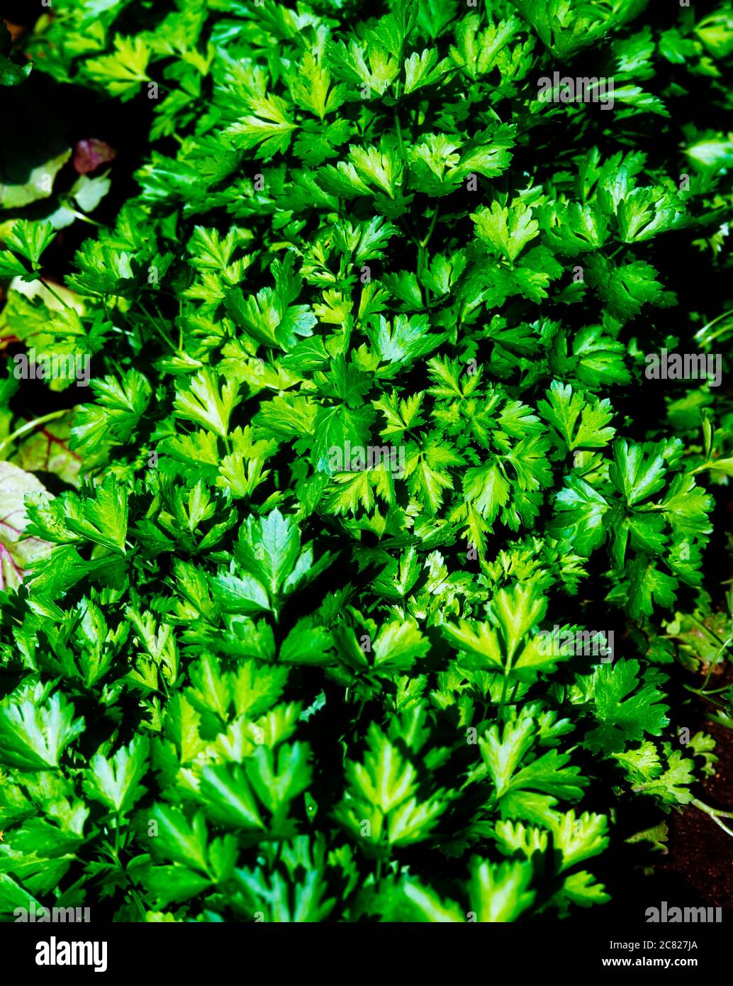 Leafy green foliage frames hi-res stock photography and images - Alamy