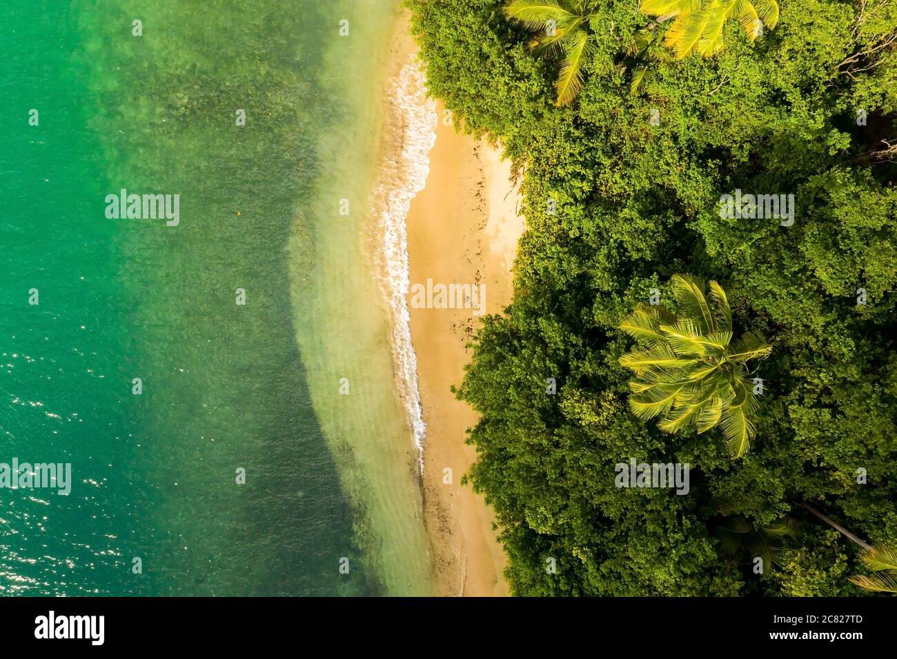 Aerial overhead shot of a tropical coast with palm trees near the ...