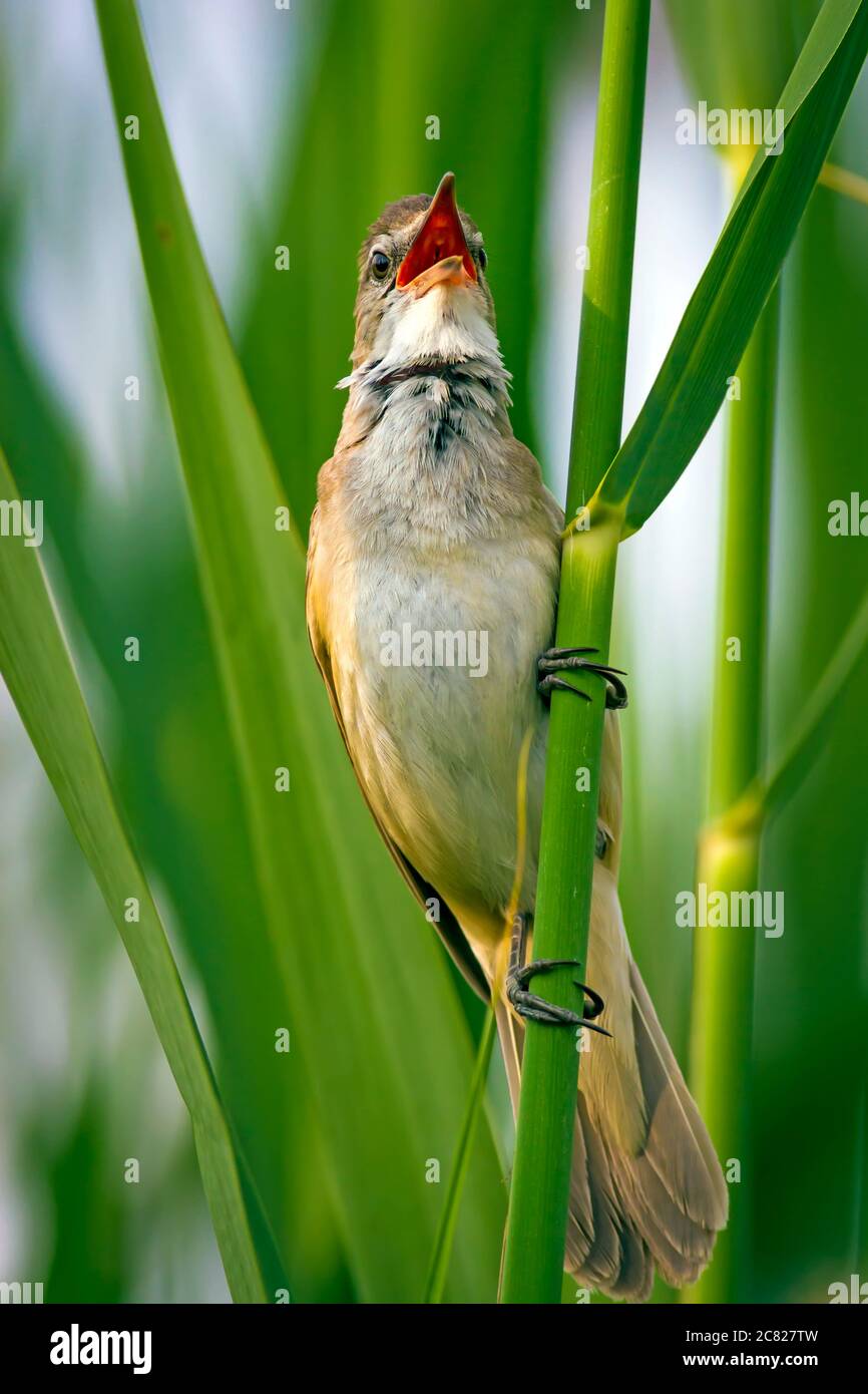 Singing bird. Nature habitat background. Bird: Great Reed Warbler ...