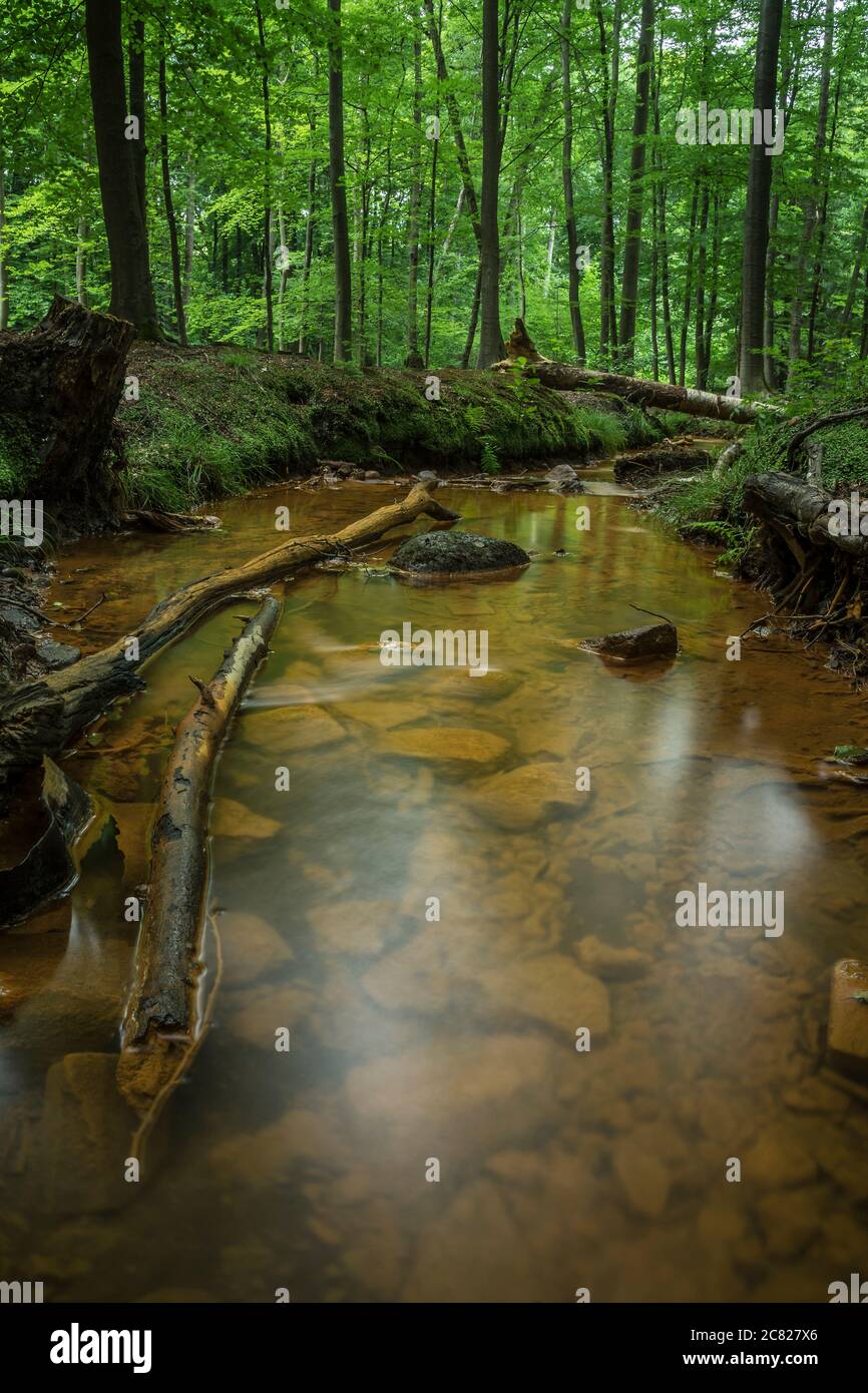 Little stream in the forest Stock Photo - Alamy