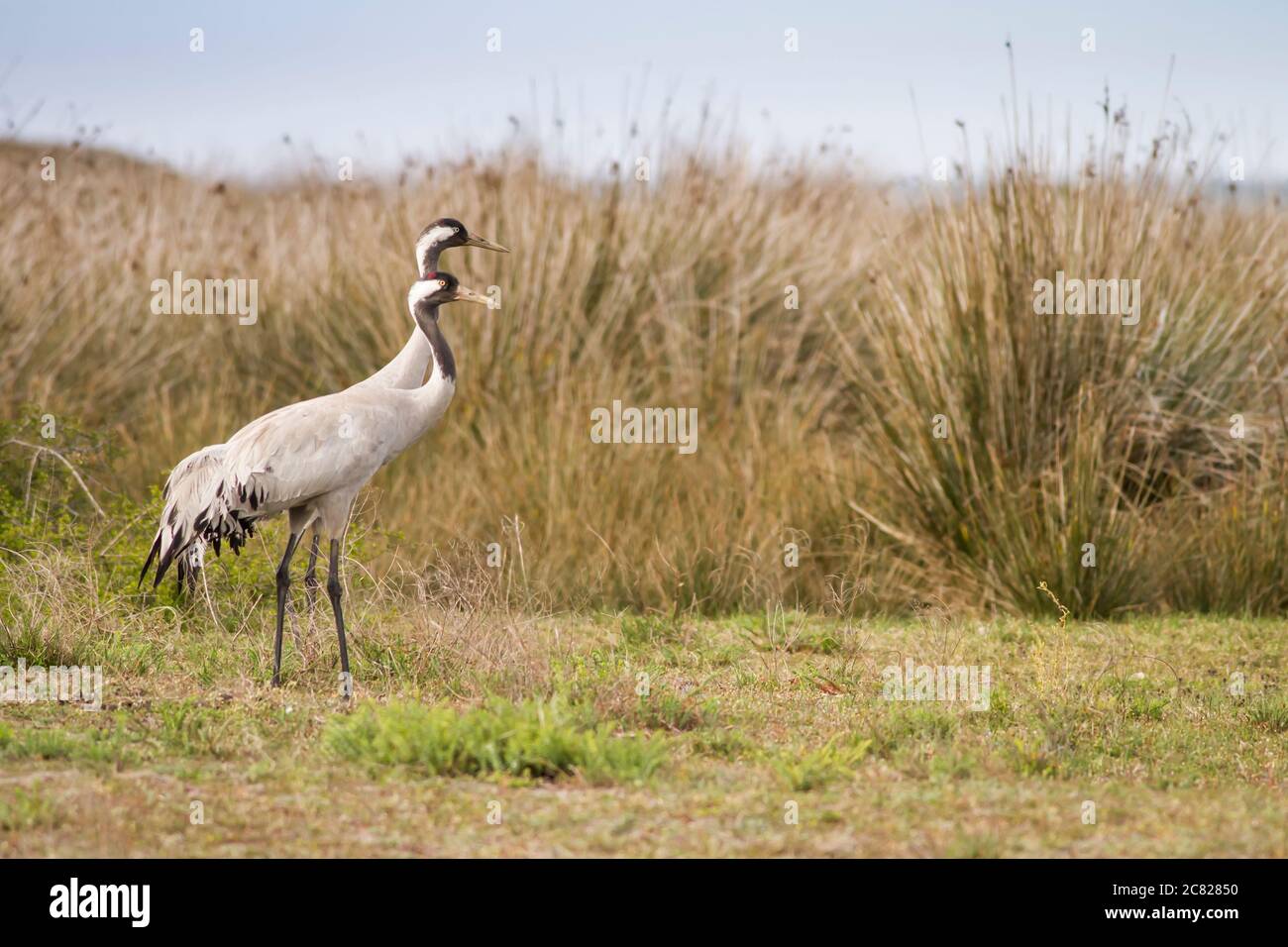 Crane. Nature habitat background. Bird: Common Crane. Grus grus Stock ...