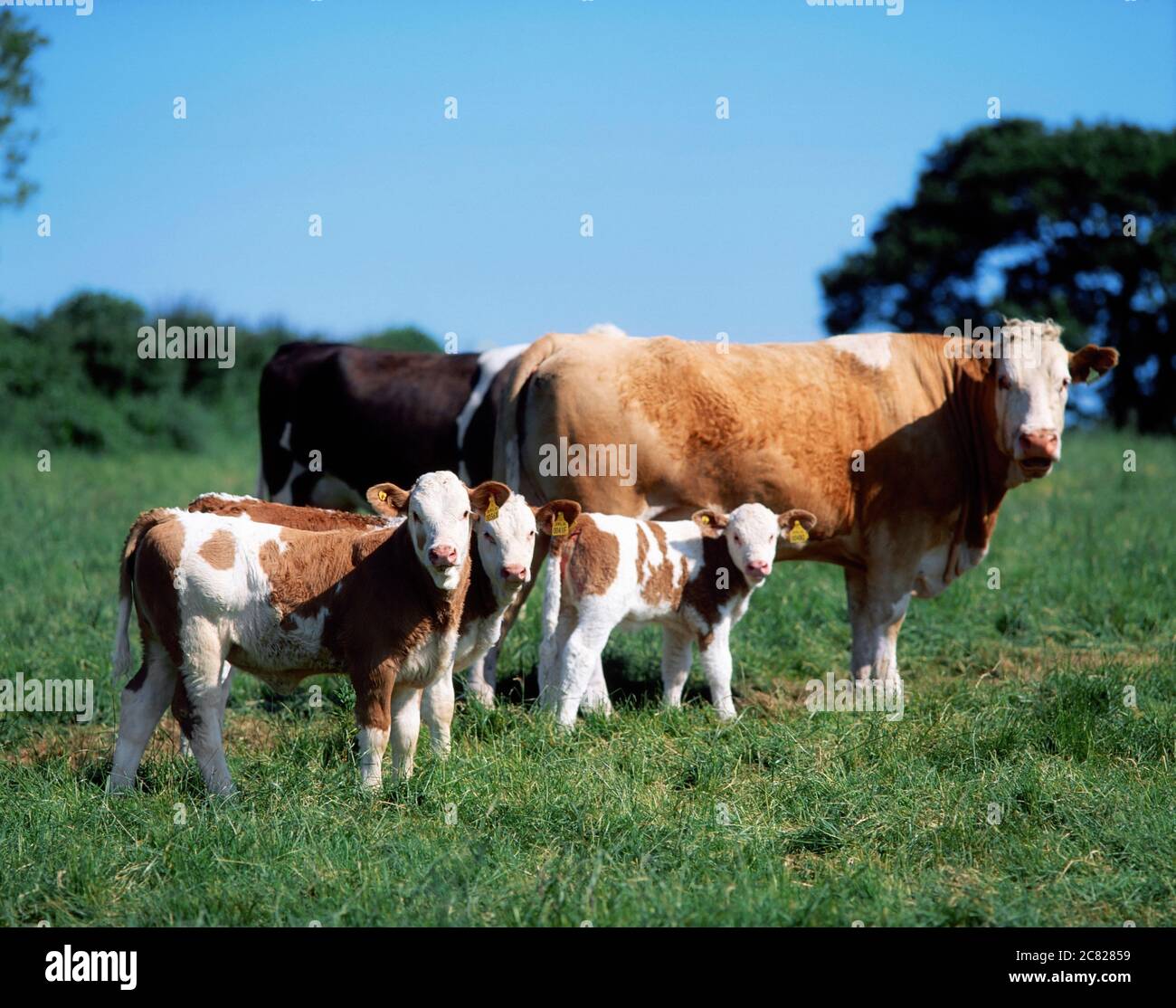 Four young calves hi-res stock photography and images - Alamy