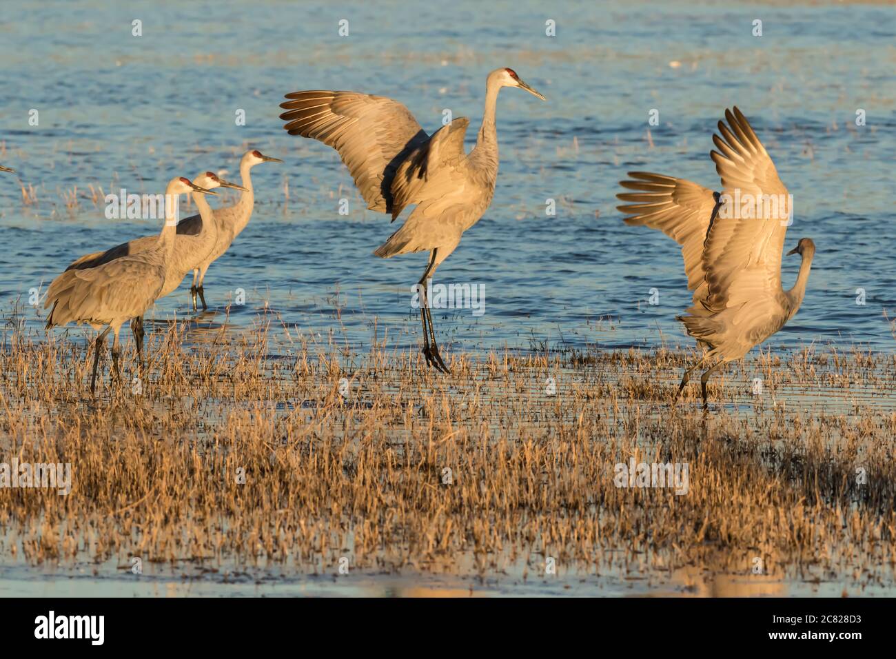 Male and female Sandhill Cranes, Antigone canadensis, engage in a ...