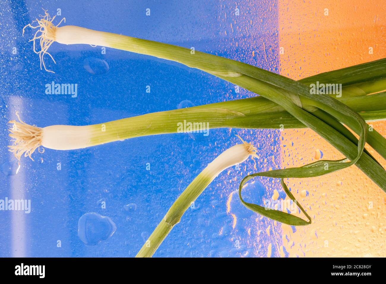 Spring onions and water droplets against colourful background, food ...