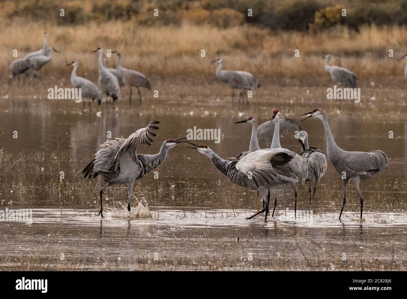 Male and female Sandhill Cranes, Antigone canadensis, engage in a ...
