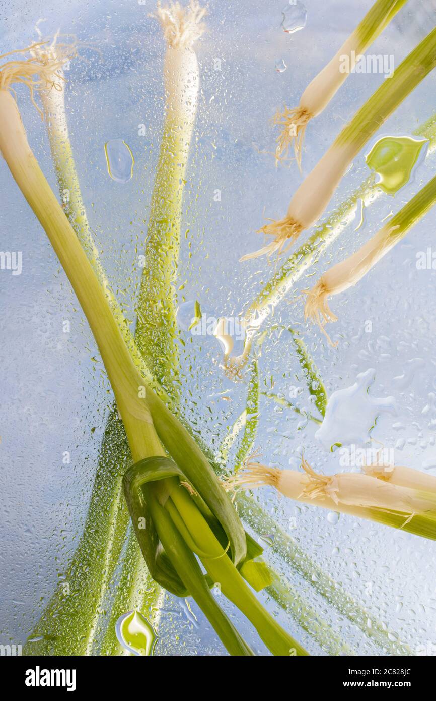 Spring onions and water droplets against colourful background, food ...