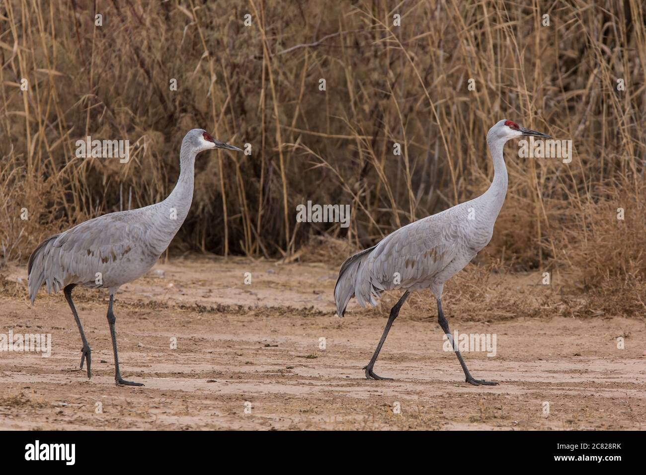 Two Sandhill Cranes walking in a field in the Bosque del Apache ...