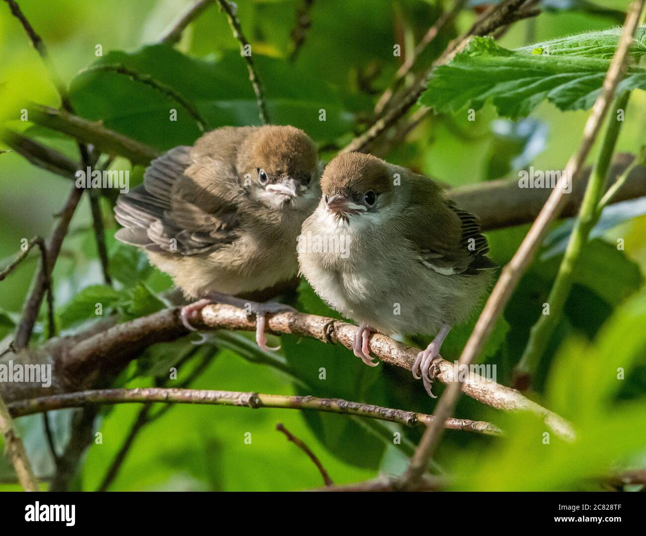 Birds with chicks uk hi-res stock photography and images - Alamy