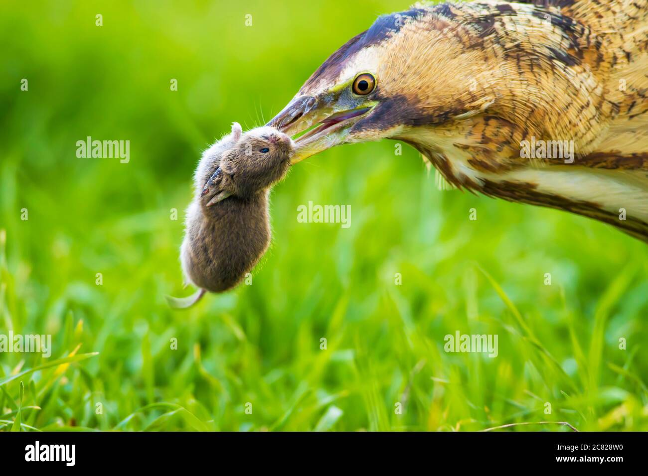 Bittern and its hunt. Green nature background. Bird: Eurasian Bittern ...