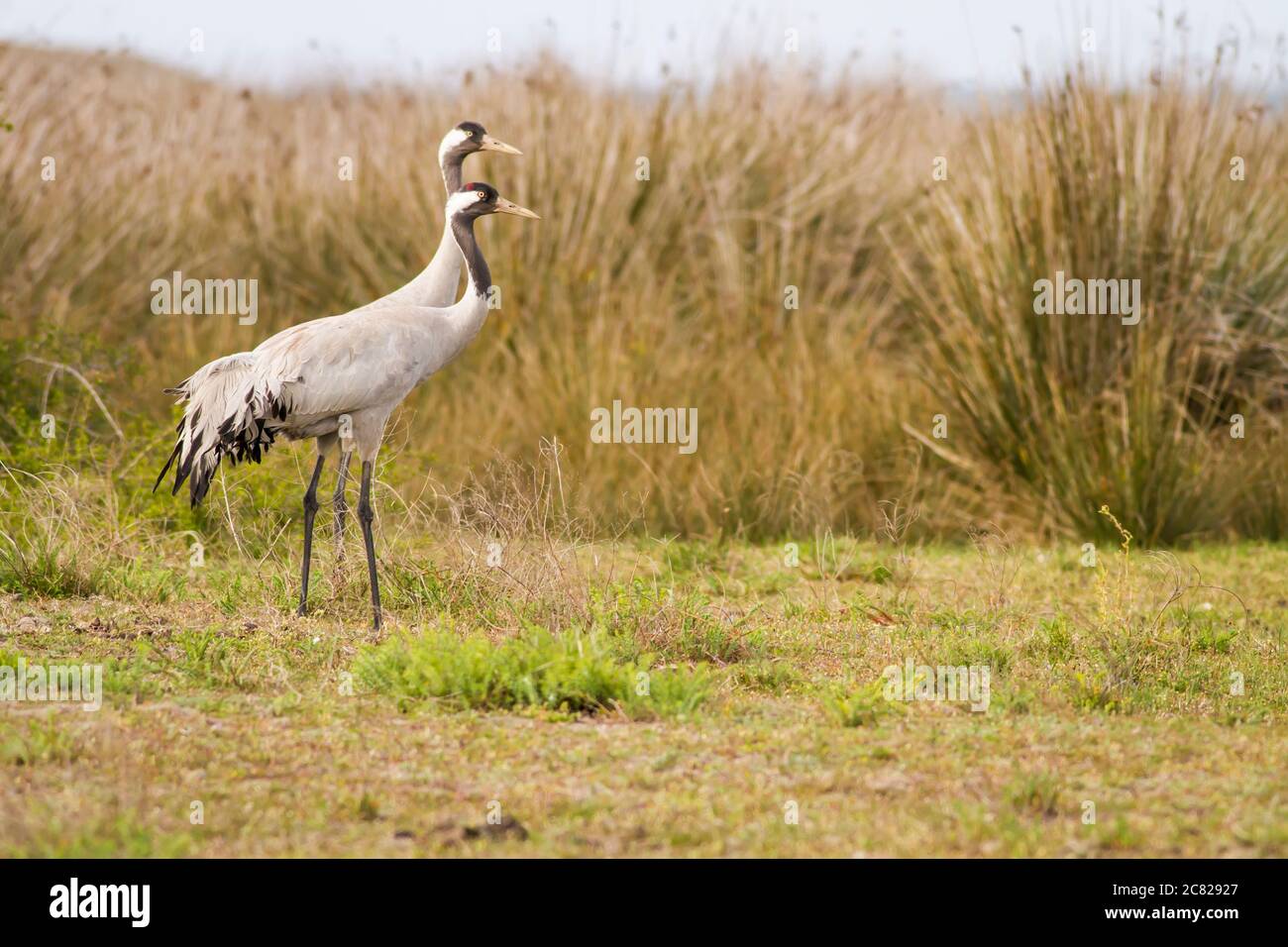 Crane. Nature habitat background. Bird: Common Crane. Grus grus Stock ...