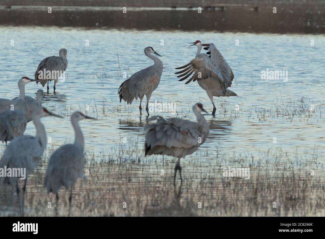 Male and female Sandhill Cranes, Antigone canadensis, engage in a ...