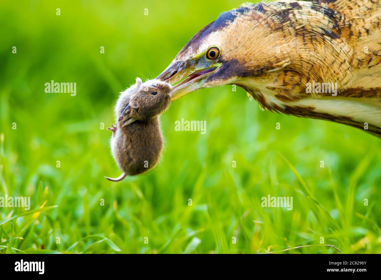 Bittern and its hunt. Green nature background. Bird: Eurasian Bittern ...
