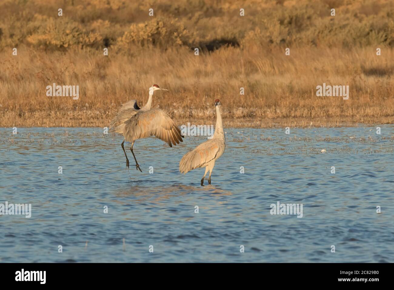 Male and female Sandhill Cranes, Antigone canadensis, engage in a ...
