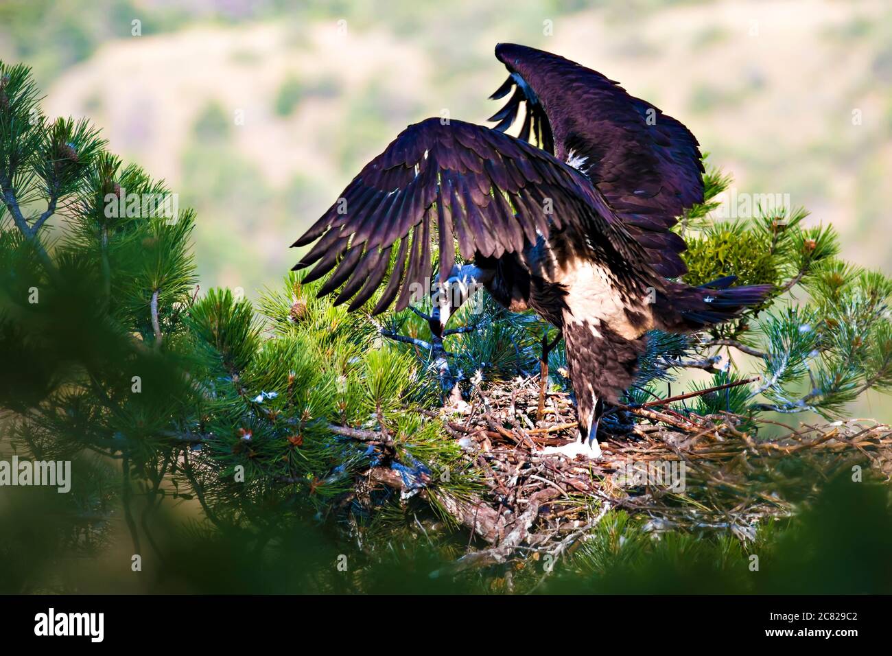 Vulture nest. Cinereous Vulture. Pine tree. Green forest background ...