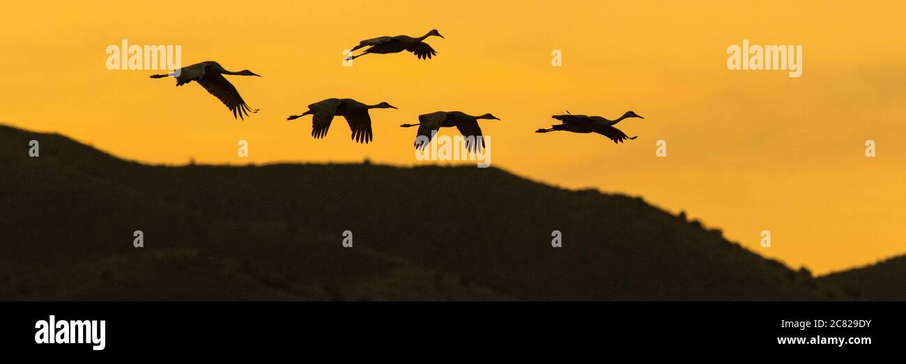 A small flock of five Sandhill Cranes, Antigone canadensis, fly in ...