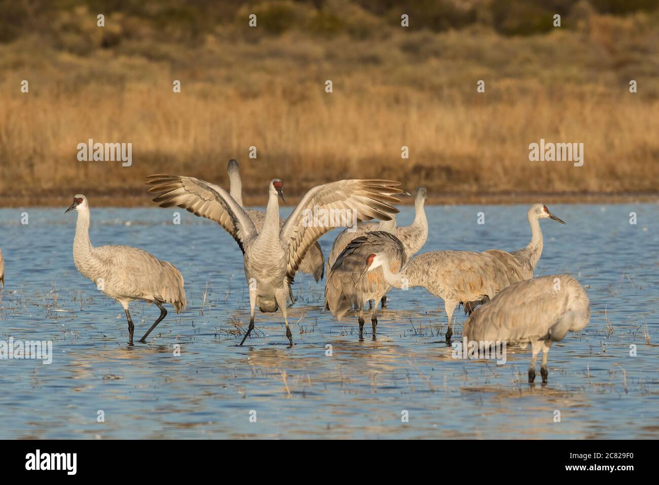 Wings of the apache hi-res stock photography and images - Alamy