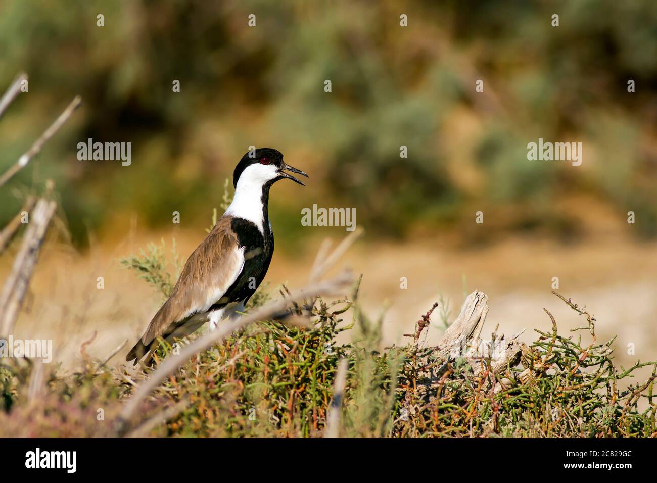 Cute bird. Spur winged Lapwing. Vanellus spinosus. Nature background ...