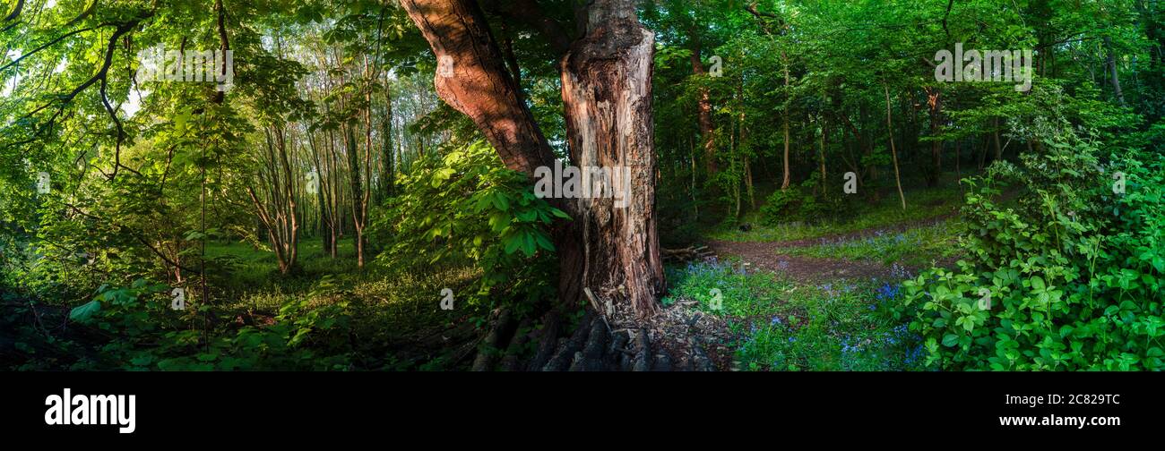 Landscape scene in Surrey woodland Stock Photo - Alamy