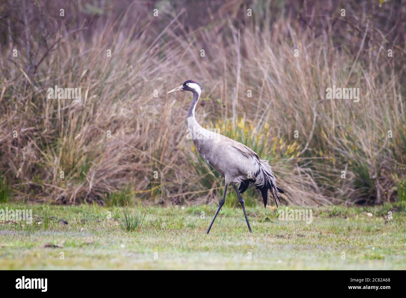 Crane. Nature habitat background. Bird: Common Crane. Grus grus Stock ...