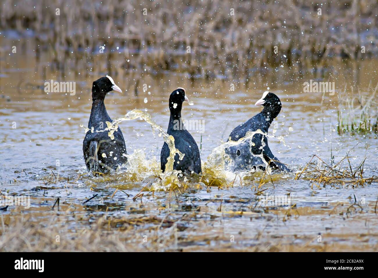 Water nature and birds.. Colorful nature background Stock Photo - Alamy