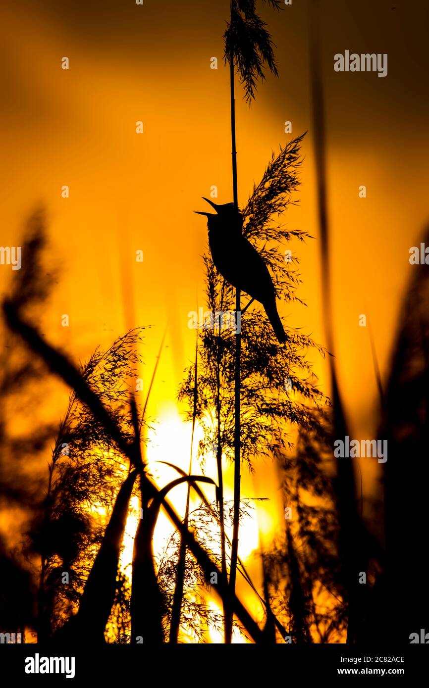 Sunset nature and birds. Sunset colors background Stock Photo - Alamy