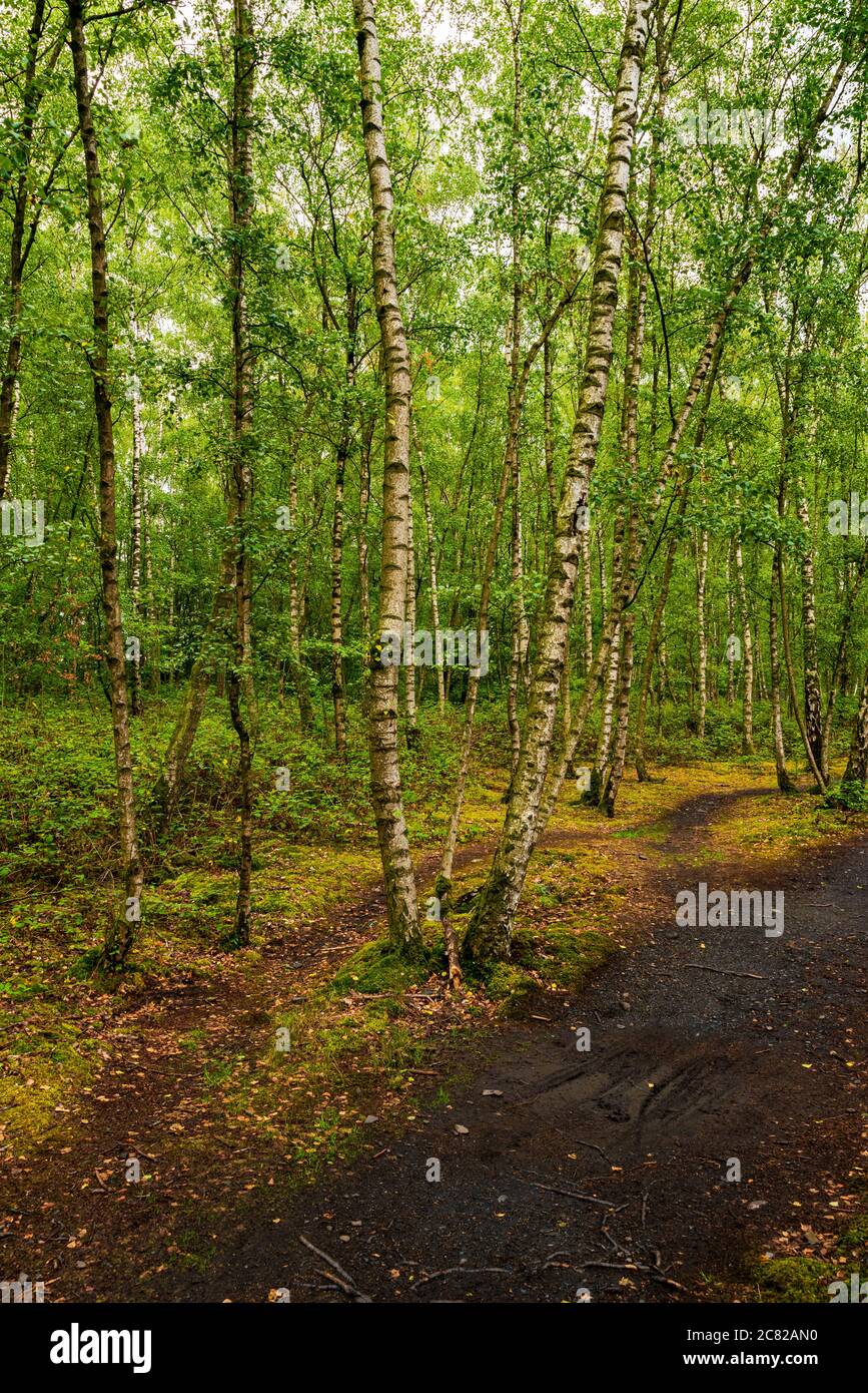 Birch grove hi-res stock photography and images - Alamy