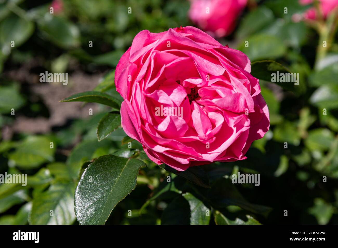 Closeup of pink Rosa 'Leonardo da Vinci' rose Stock Photo - Alamy