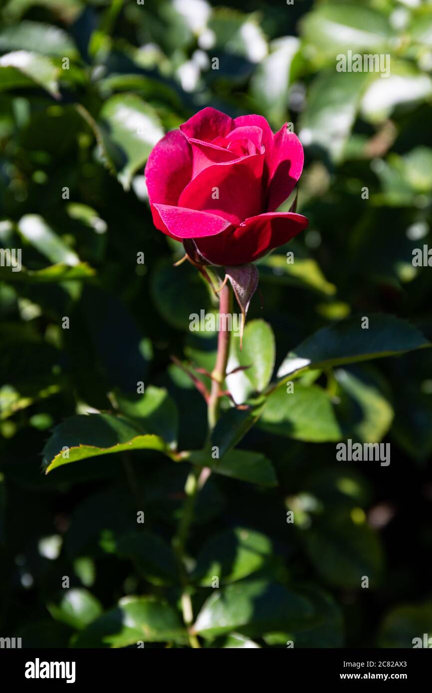 Red Rosa 'Soul' rose Stock Photo - Alamy