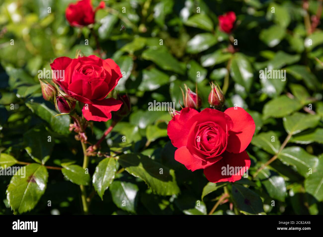 Precious Platinum Rose Stock Photo Alamy, 41% OFF