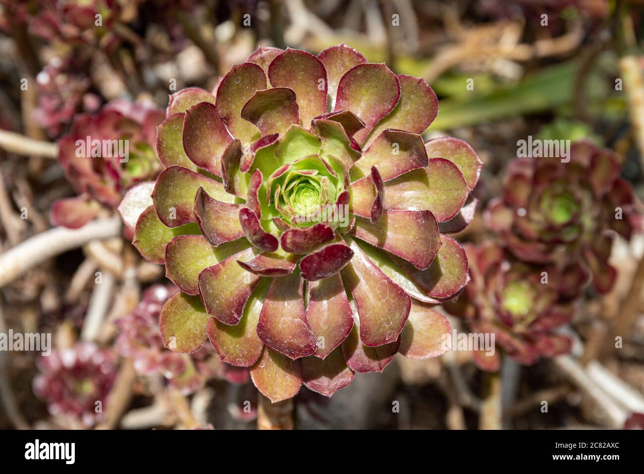 Tree aeonium aeonium arboreum hi-res stock photography and images - Alamy