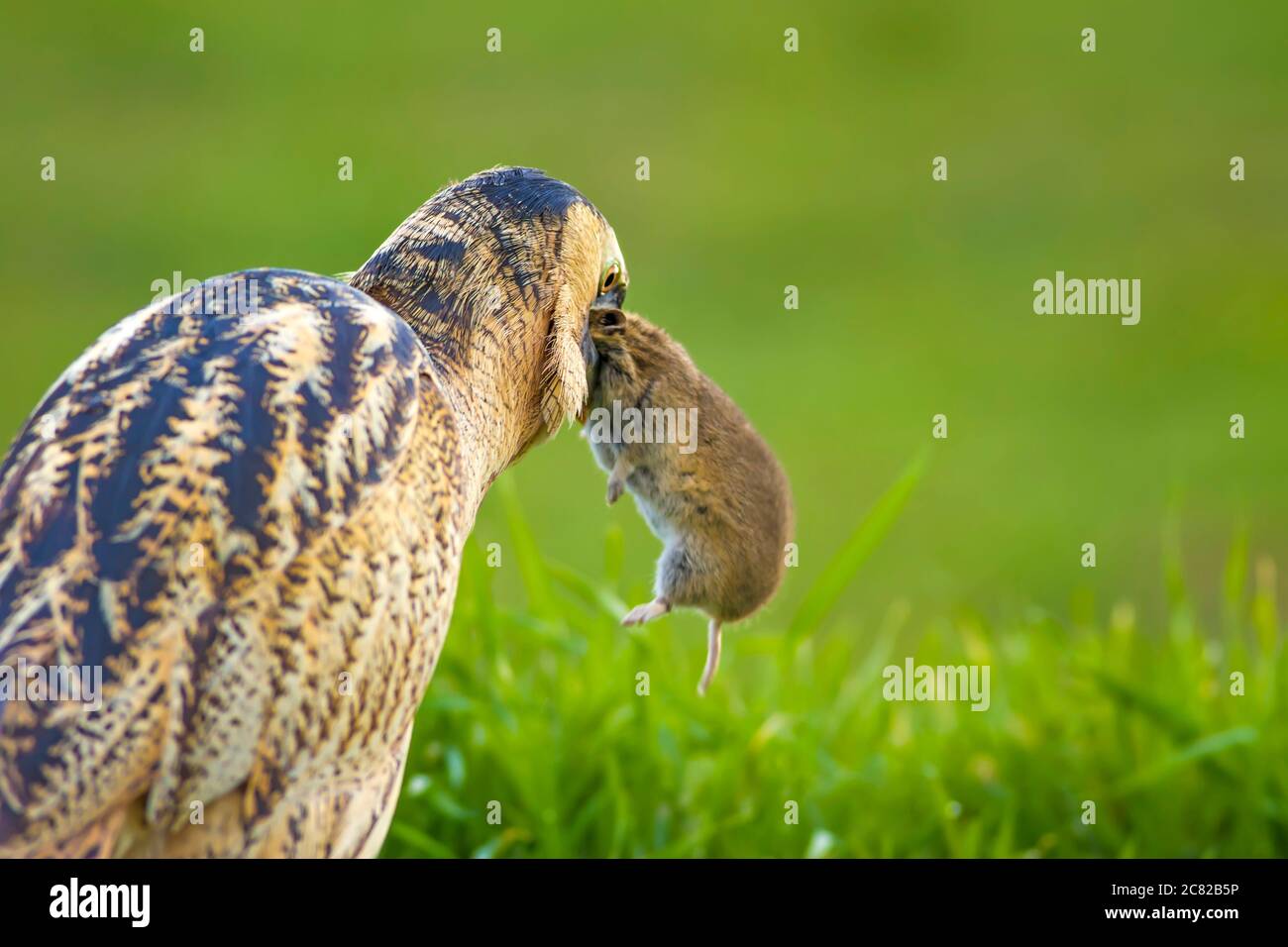 Bittern and its hunt. Green nature background. Bird: Eurasian Bittern ...