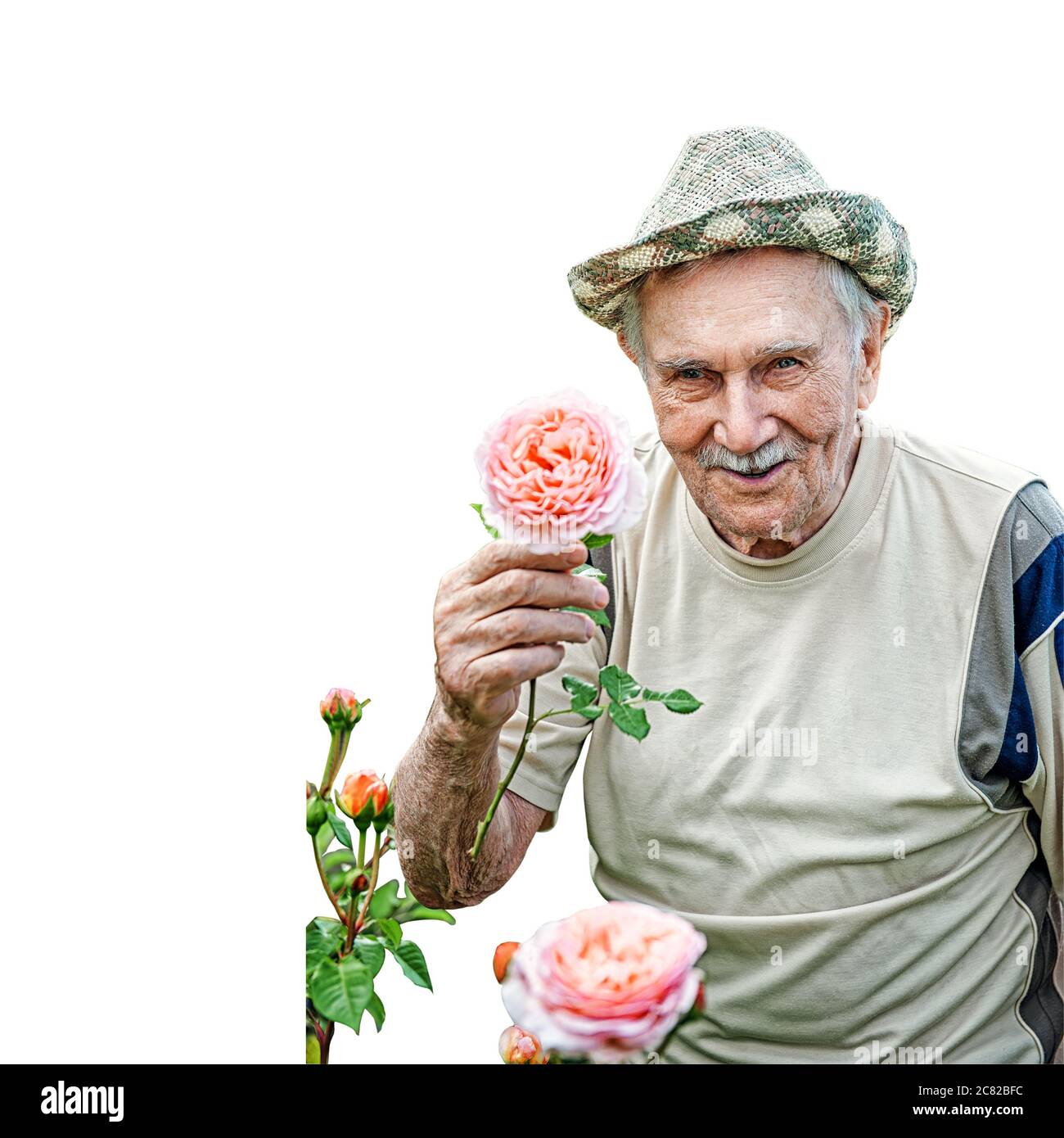 Portrait of a cheerful elderly man of 87 years, growing roses in his ...