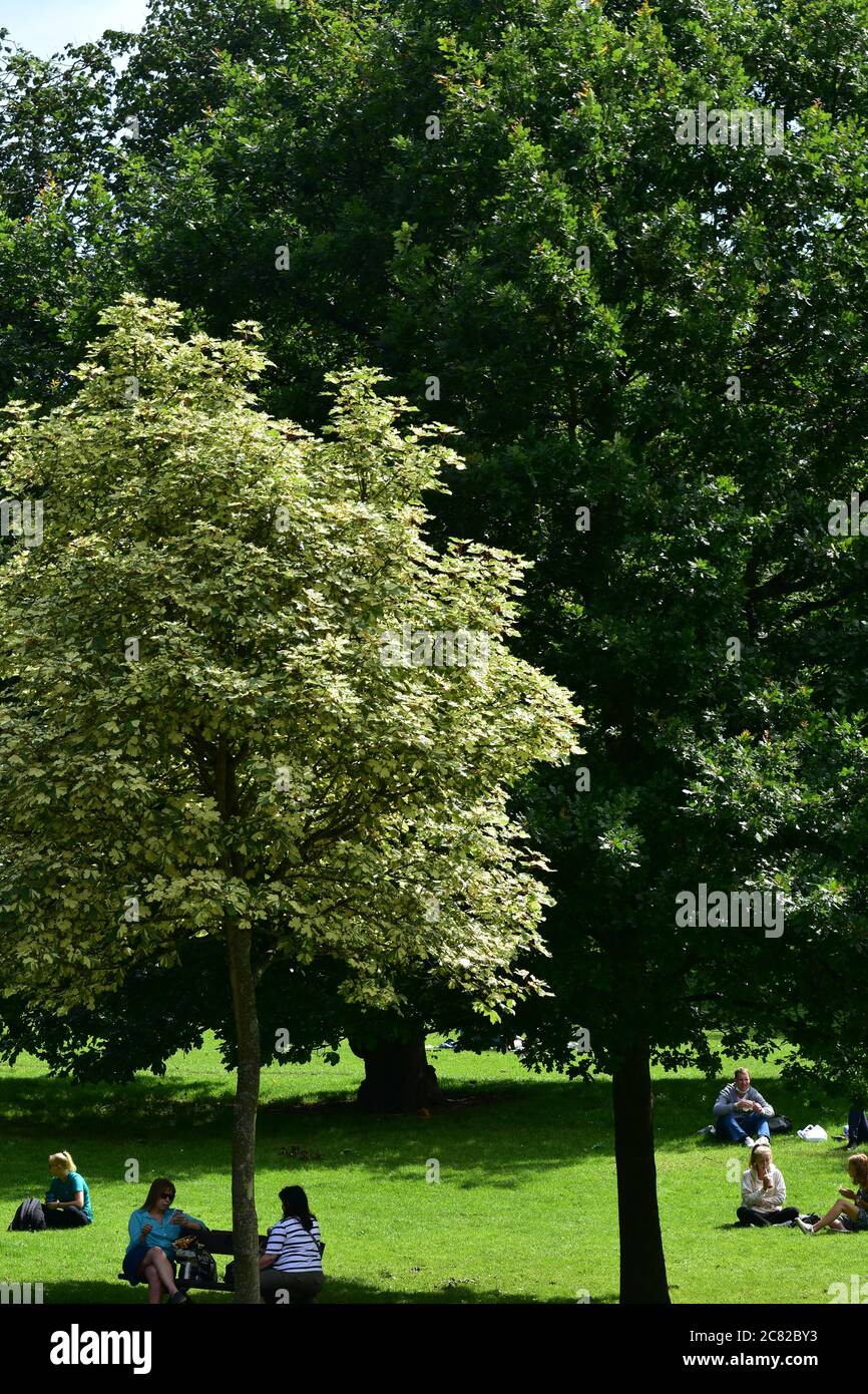 Stray Harrogate High Resolution Stock Photography and Images - Alamy
