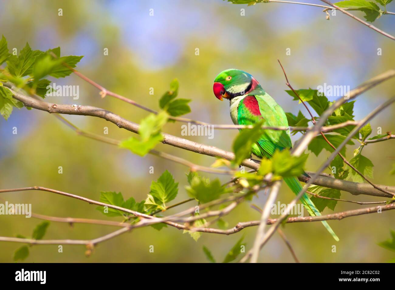 Green red Parakeet. Natural background. Alexandrine Parakeet ...