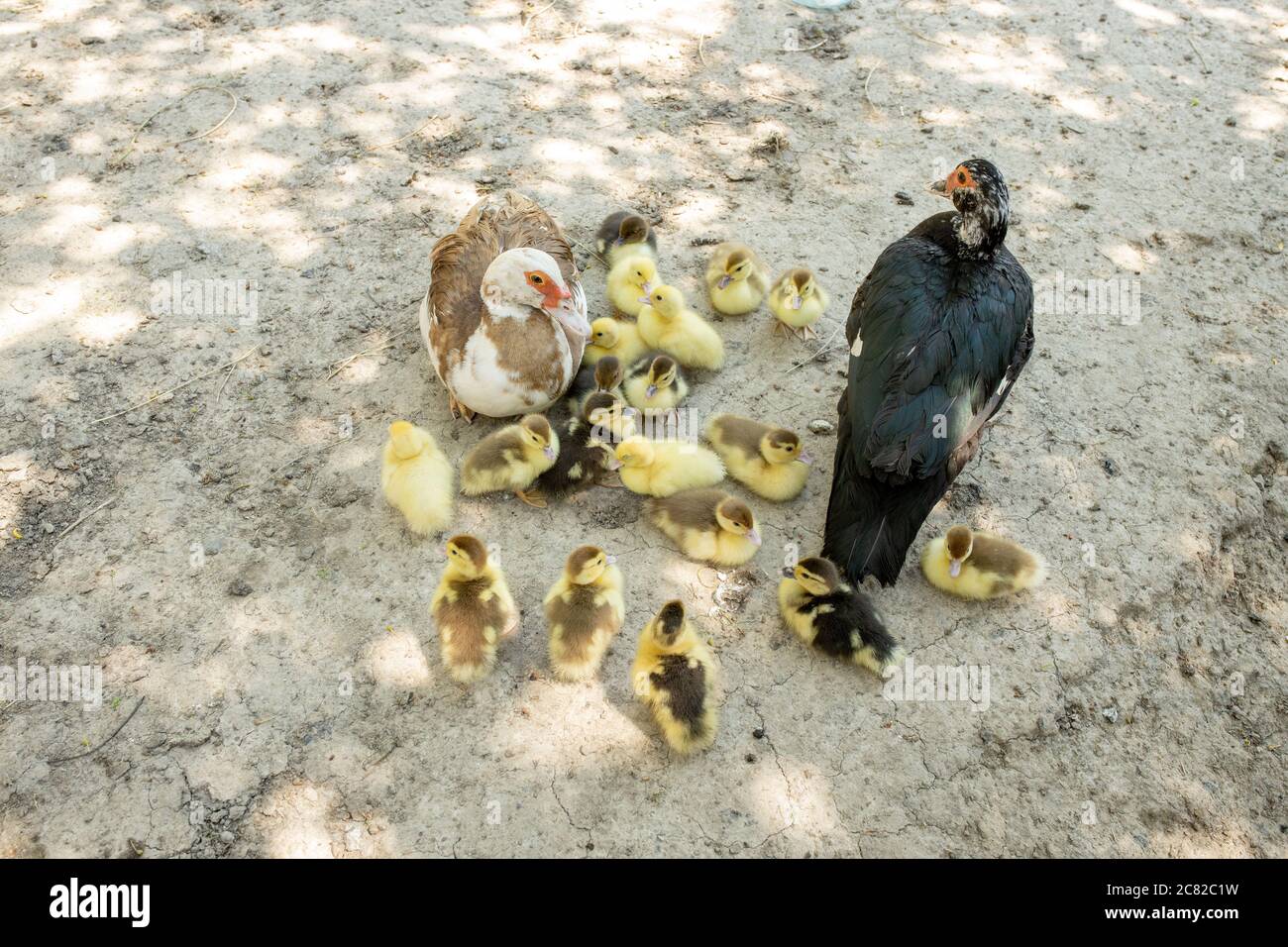 Mother duck with her ducklings. There are many ducklings following the ...