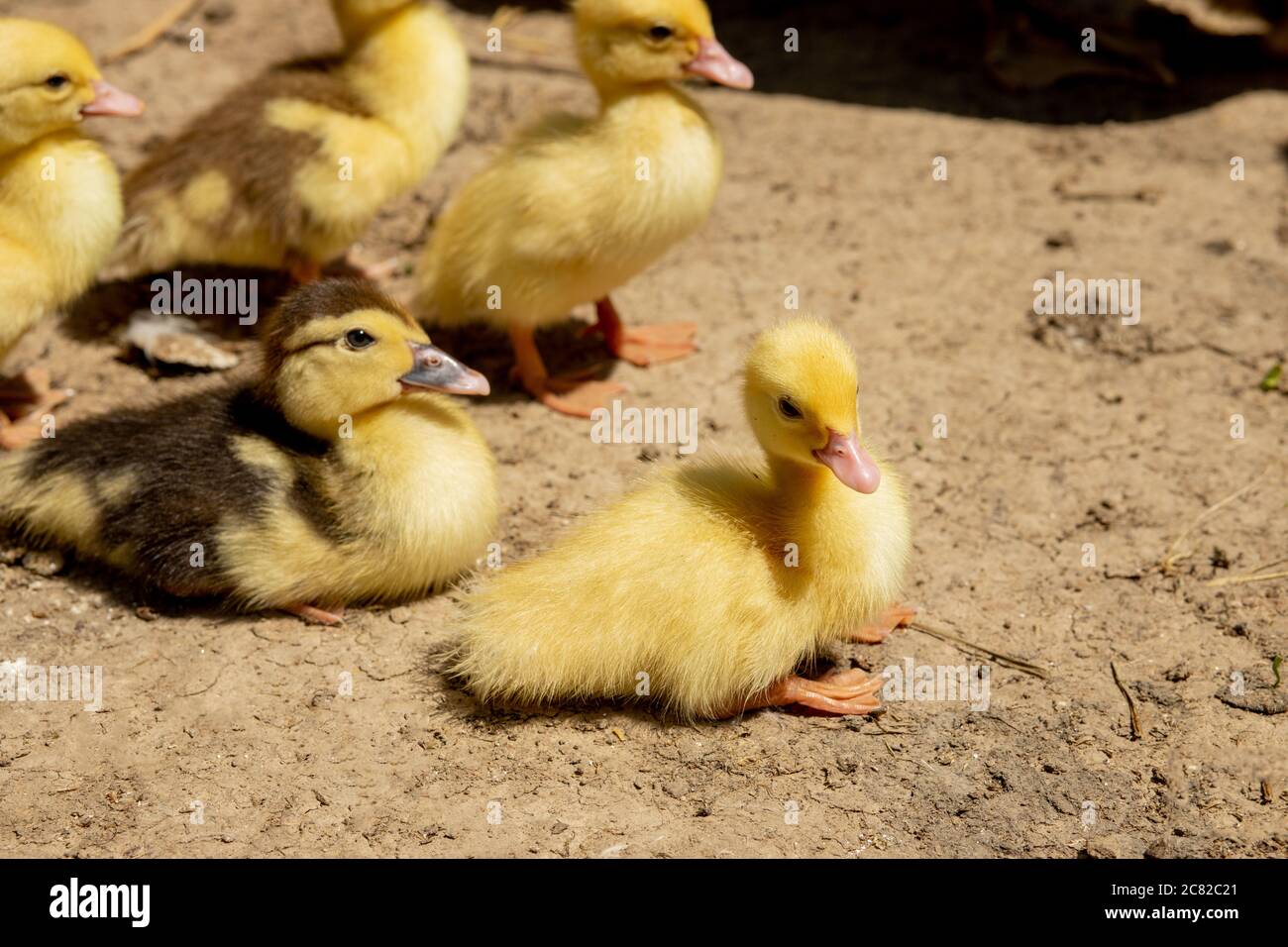 Mother duck with her ducklings. There are many ducklings following the ...