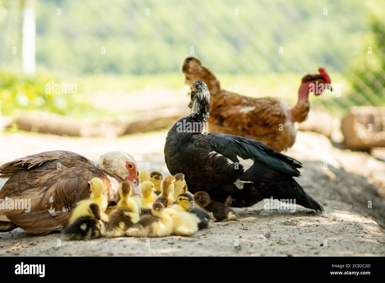 Mother duck with her ducklings. There are many ducklings following the ...