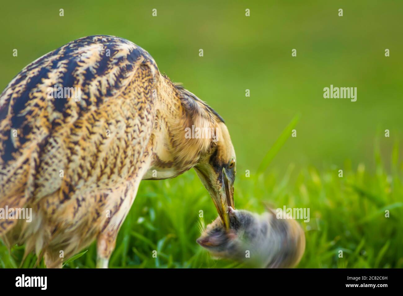 Bittern and its hunt. Green nature background. Bird: Eurasian Bittern ...