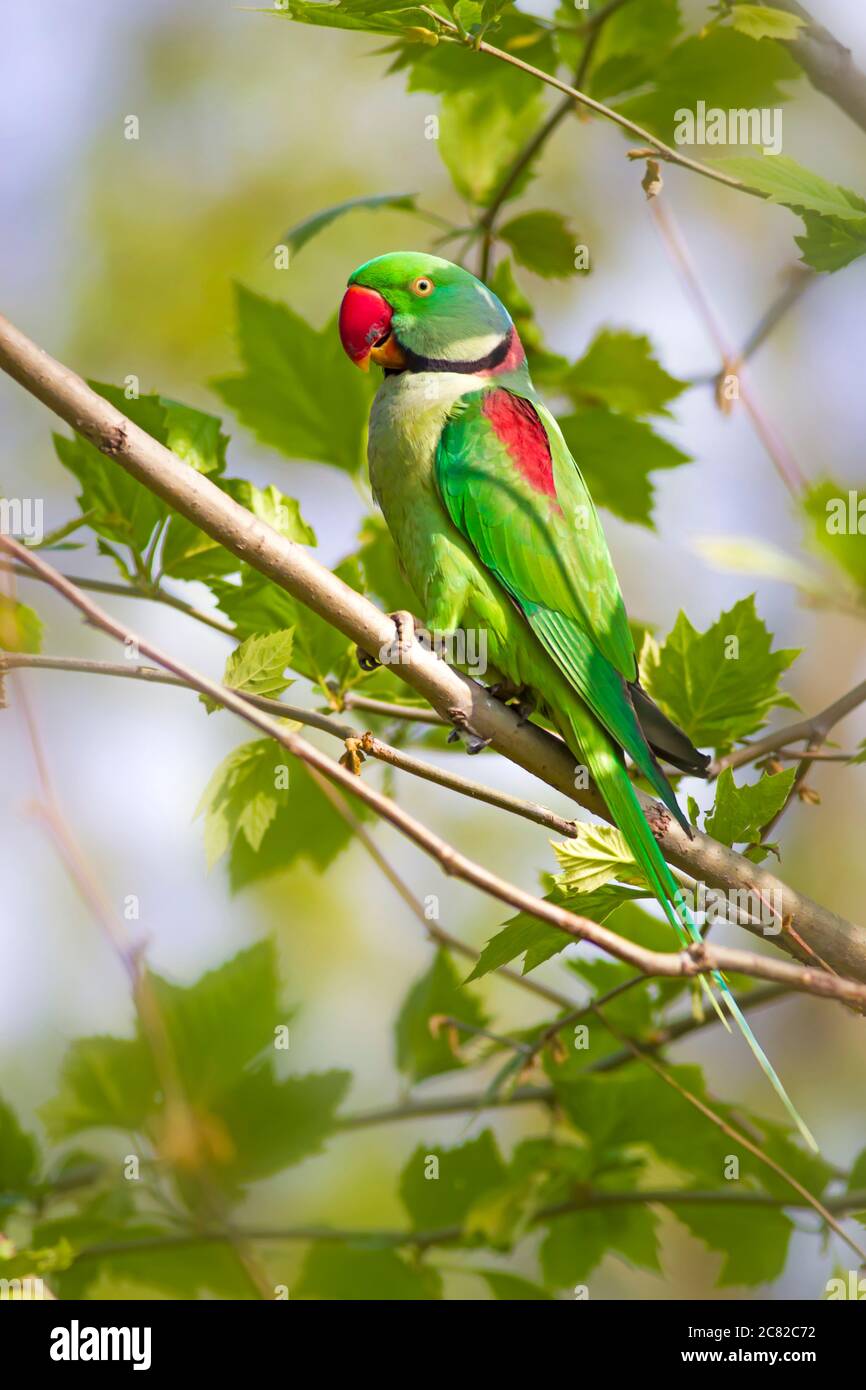 Green red Parakeet. Natural background. Alexandrine Parakeet ...