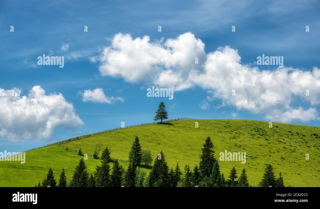Blue pine tree hi-res stock photography and images - Alamy