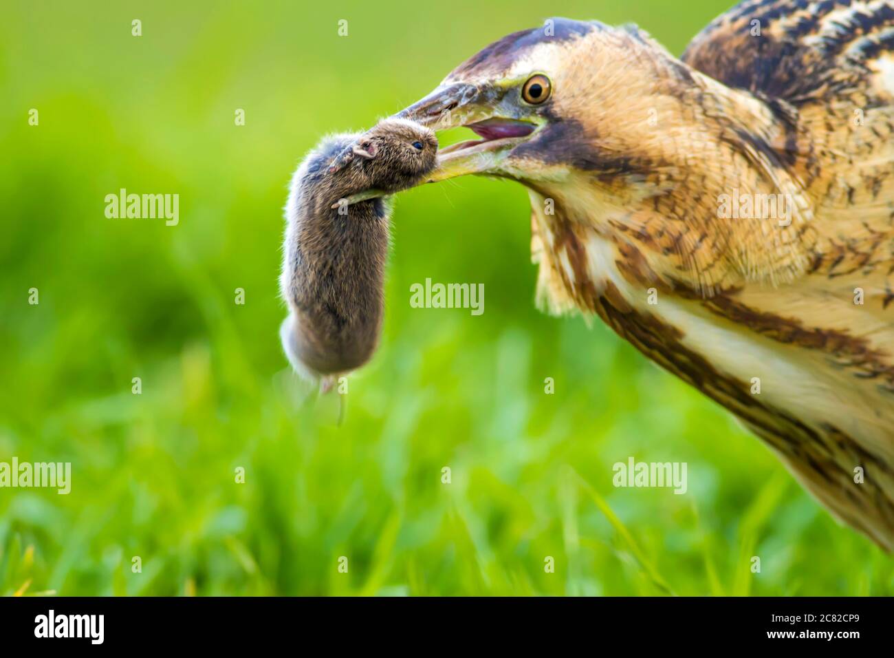 Bittern and its hunt. Green nature background. Bird: Eurasian Bittern ...