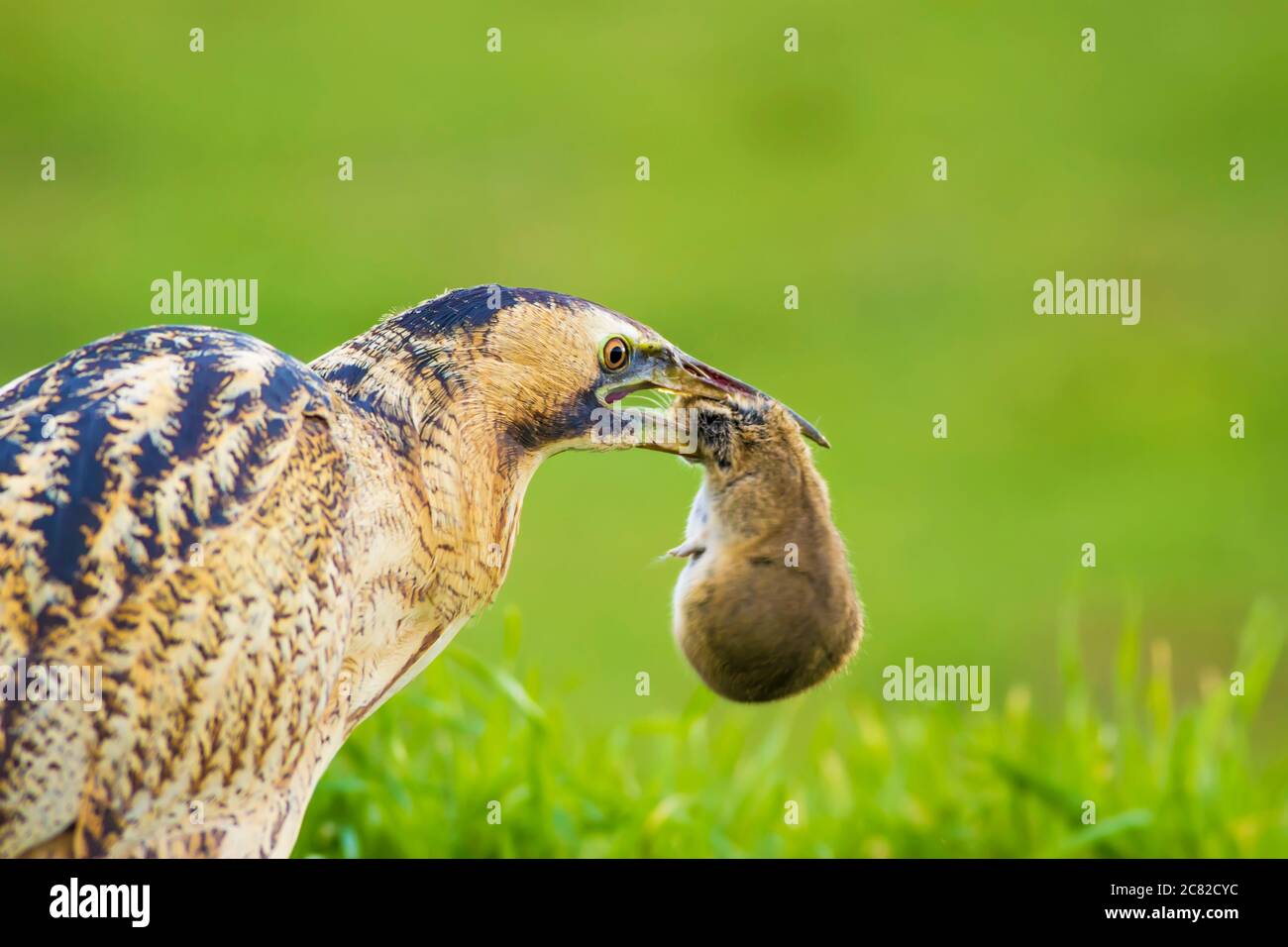 Bittern and its hunt. Green nature background. Bird: Eurasian Bittern ...