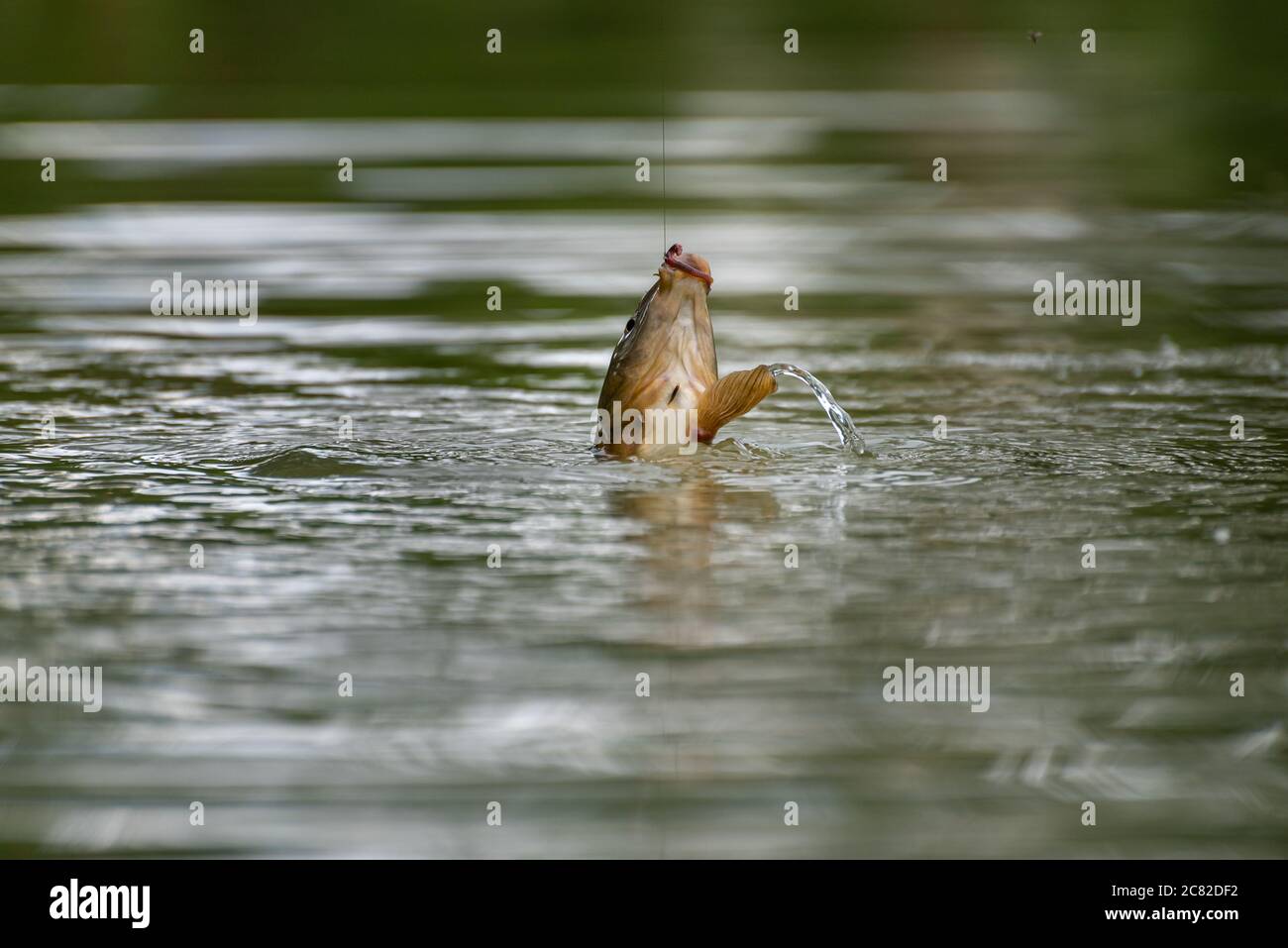 A fresh water carp caught on a fishing line on a lake in the UK Stock ...