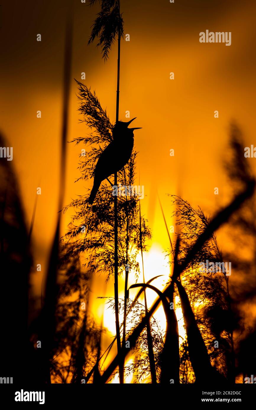 Sunset nature and birds. Sunset colors background Stock Photo - Alamy