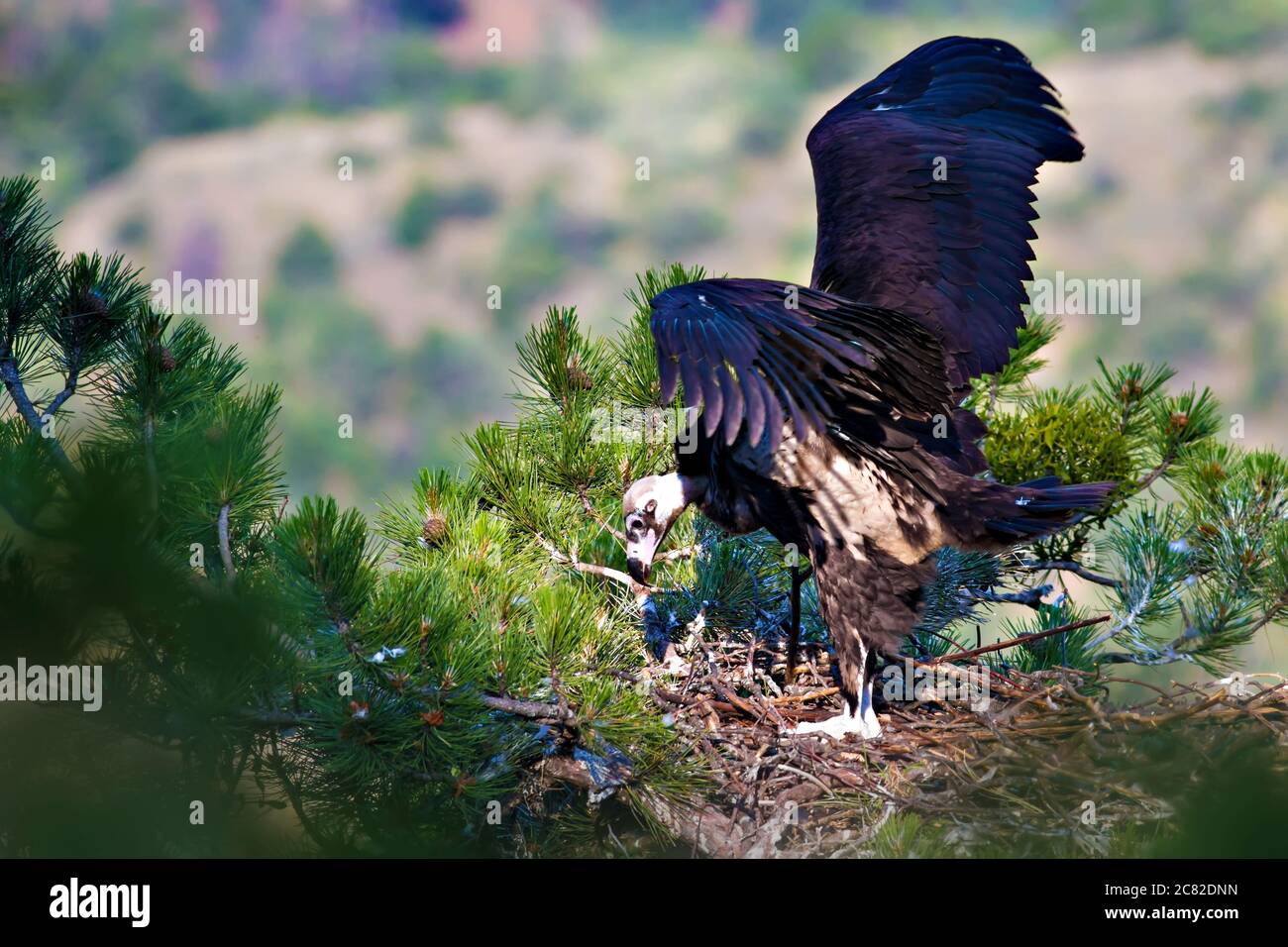 Vulture nest. Cinereous Vulture. Pine tree. Green forest background ...