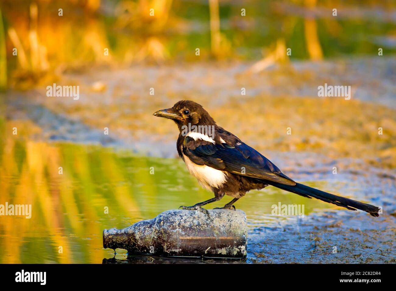 Crow. Eurasian Magpie. Gren yellow nature background. Bird: Eurasian ...