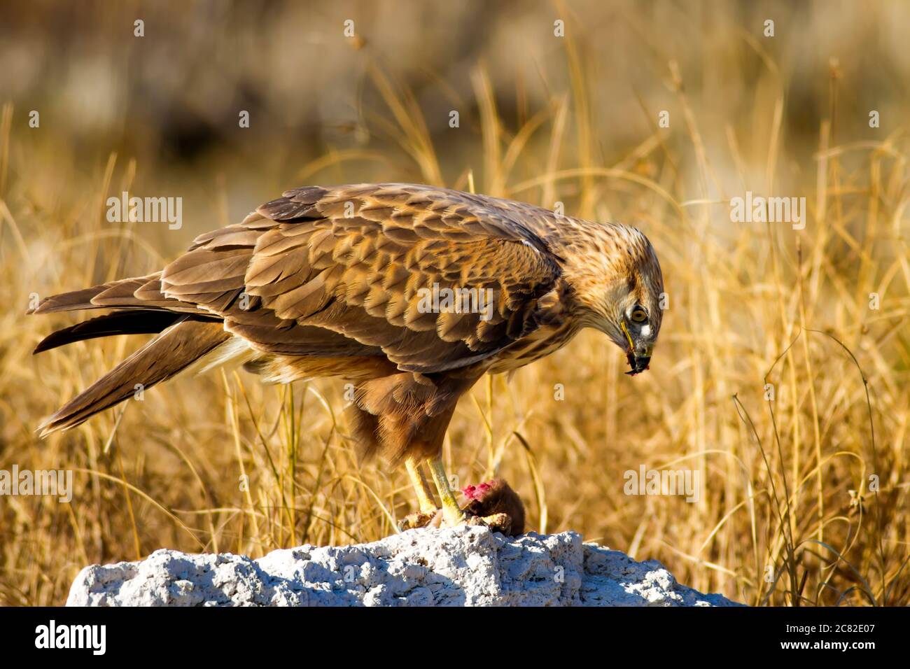 Bird of prey. Buzzard and its hunt Least Weasel. Yellow nature habitat background. Bird: Long ...