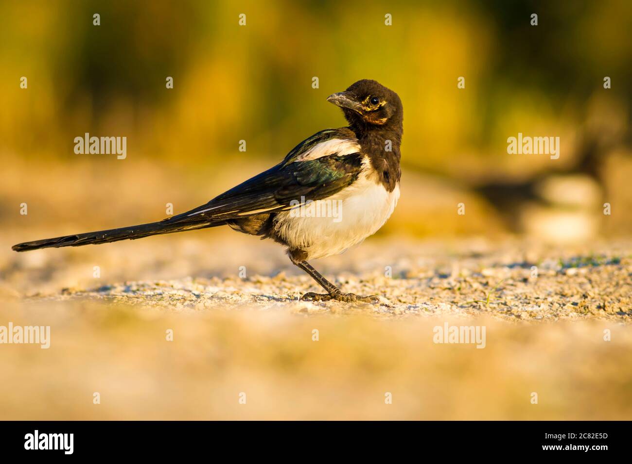 Nature and bird. Common birds. Natural background Stock Photo - Alamy